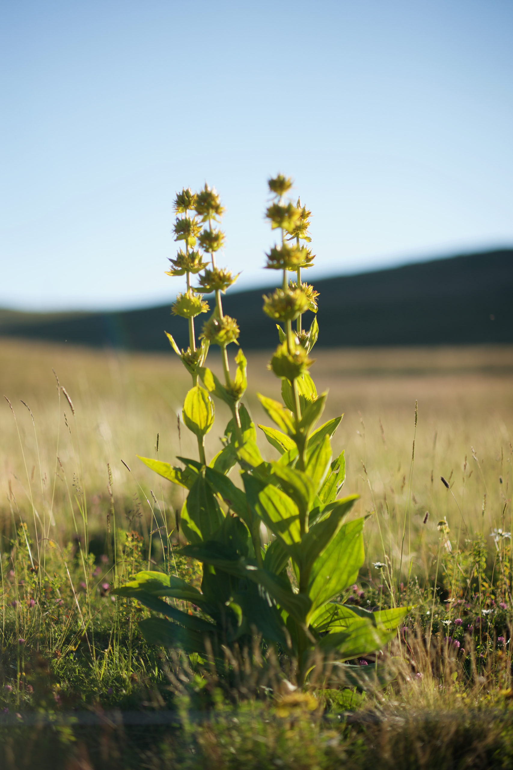 Marlène et Christian - Bachibouzouk & Cie